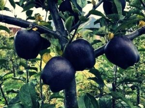 6 Ideal Blue Apple Varieties to Grow in Your Garden