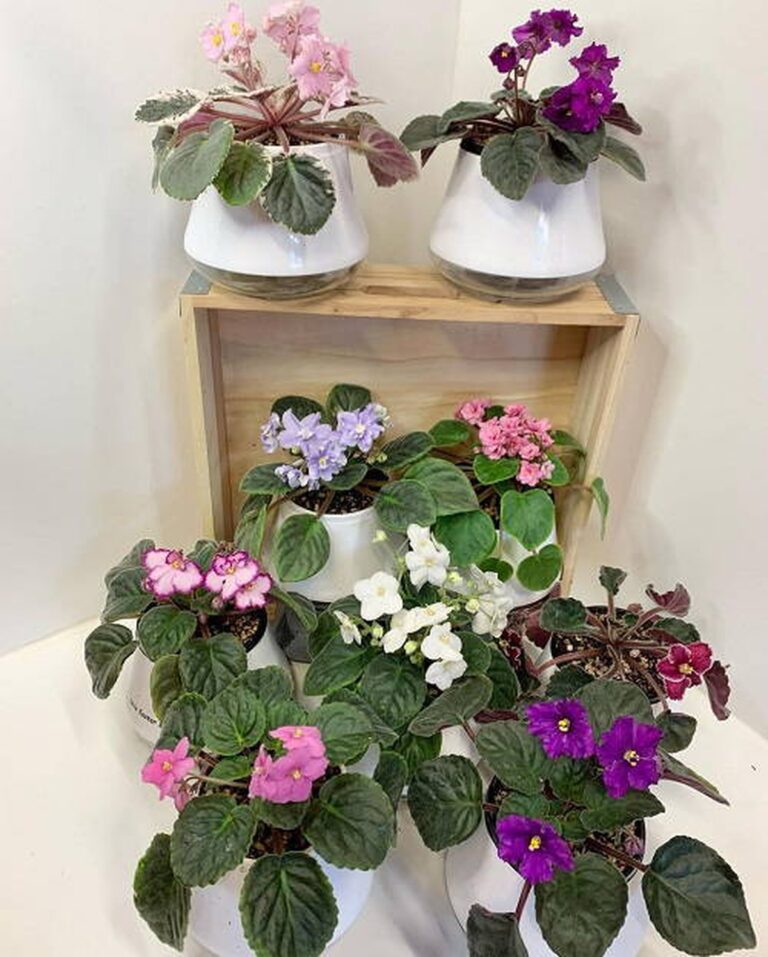29 Charming African Violets Display Ideas for Your Home
