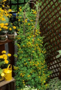16 Charming Small Flowering Vines for Trellises to Admire