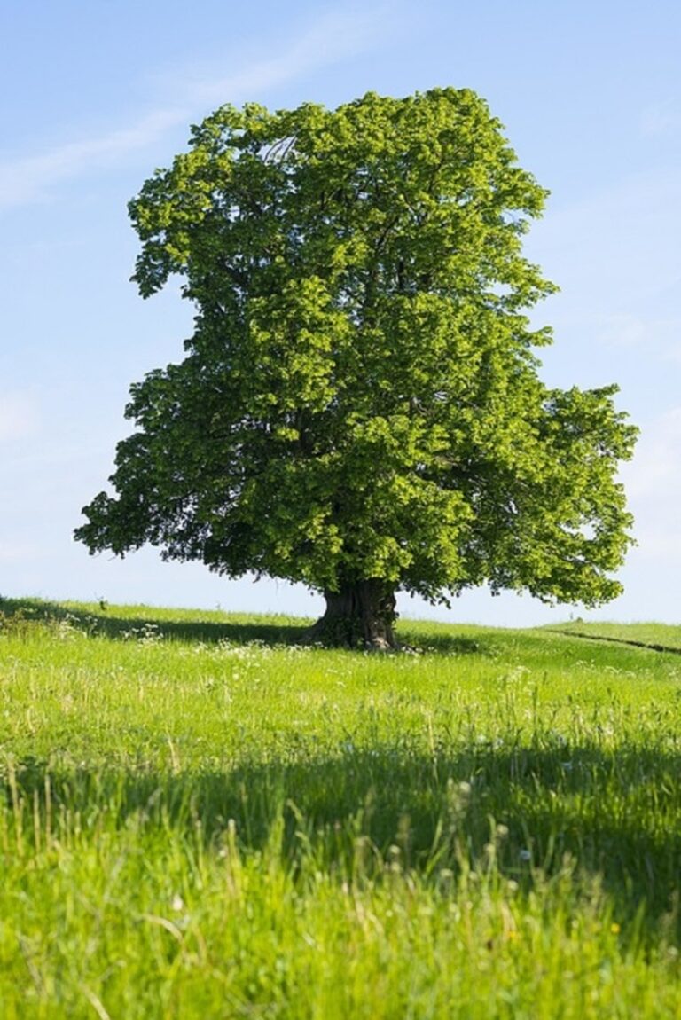 21 Amazing Trees That Reduce Pollution Effectively