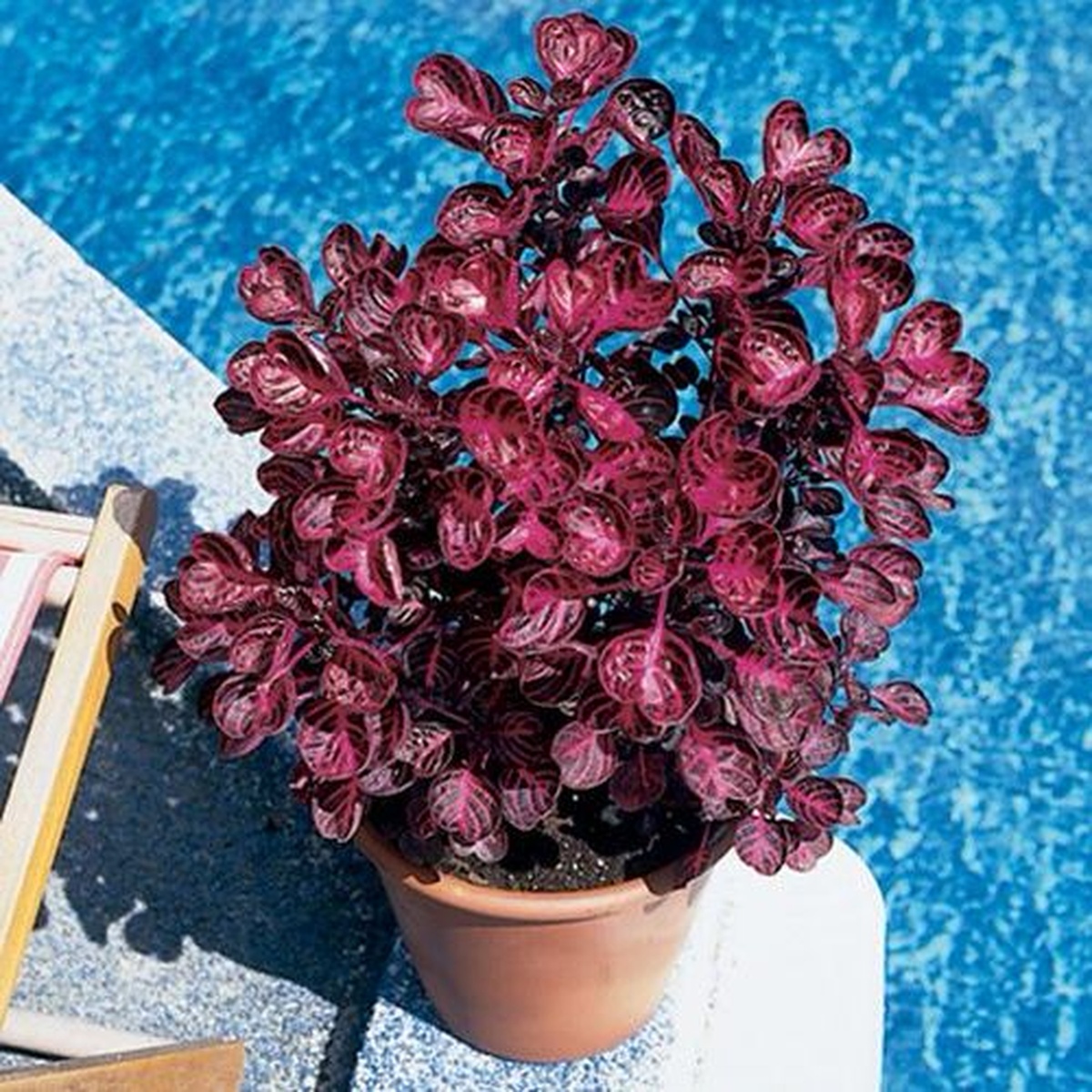 15 Vivid Red Tropical Plants for Indoor and Outdoor Appeal