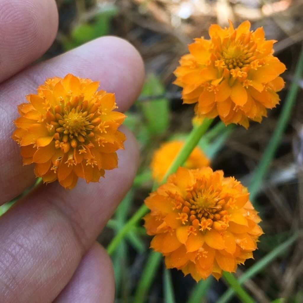 Amazing Orange Wild Flowers Gallery