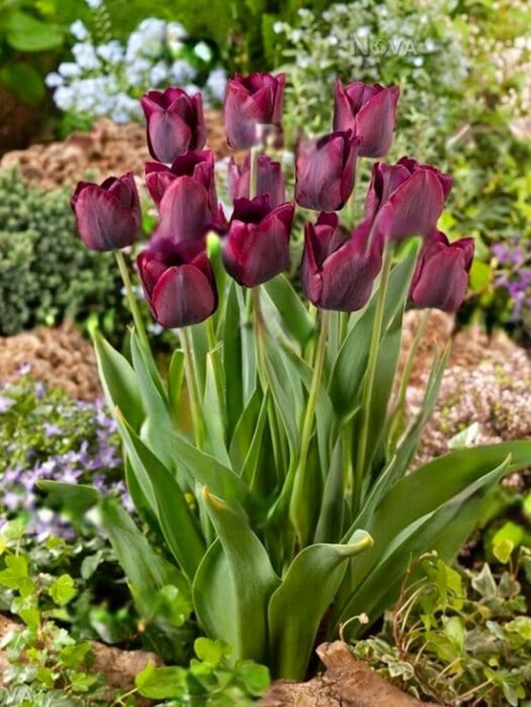 18 Stunning Purple Tulips to Beautify Your Garden