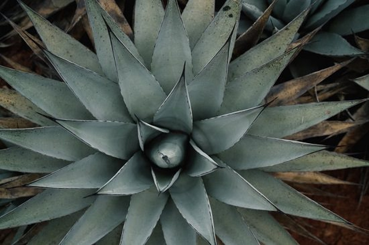 7 Surprising Agave Plant Benefits That Will Amaze You