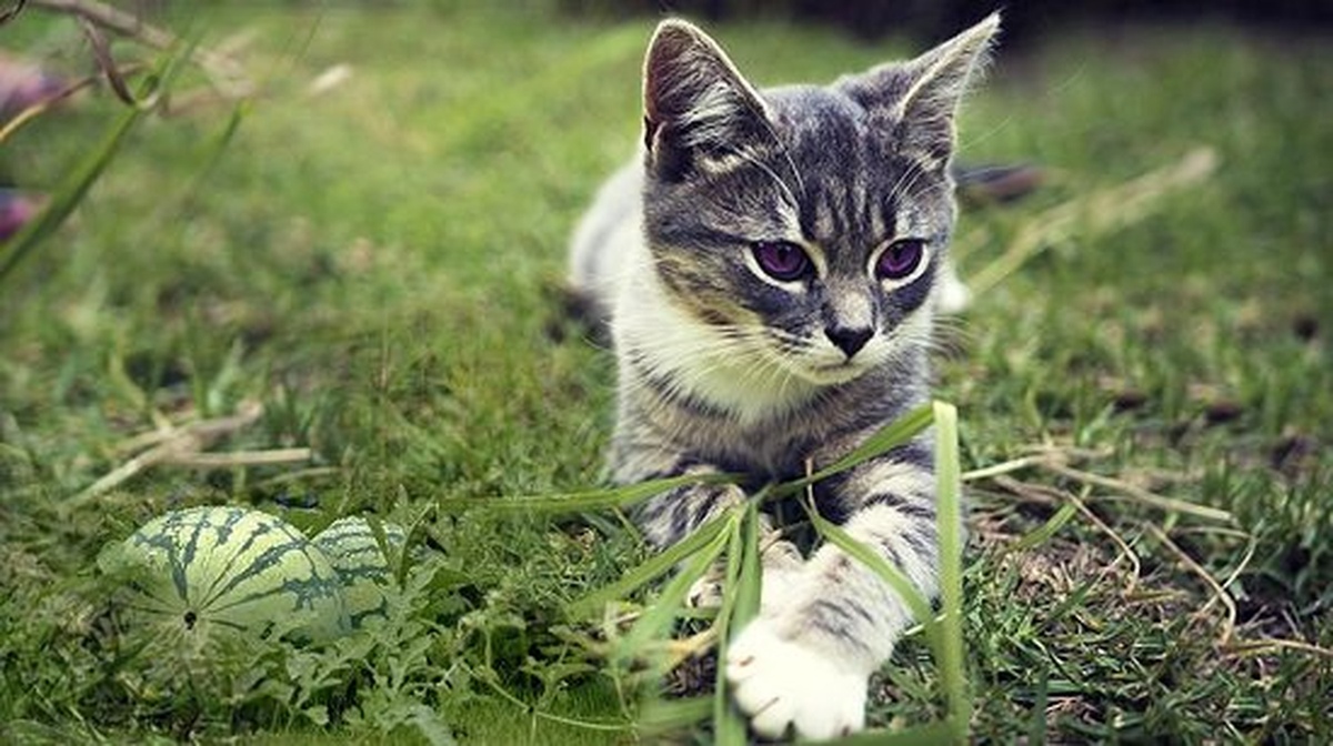 Facts About Can Cats Eat Watermelon Safely
