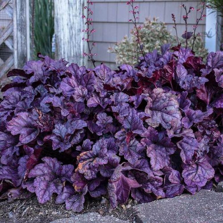 57 Beautiful Outdoor Purple Plants That Brighten Any Garden