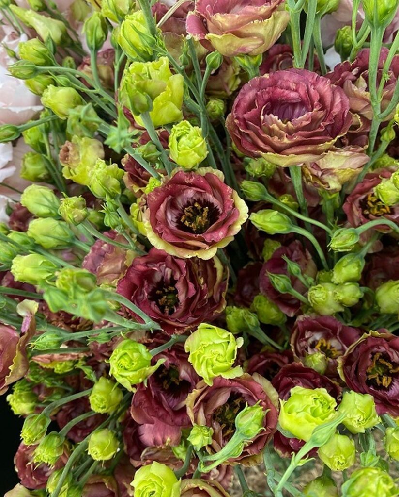 22 Stunning Types of Lisianthus Varieties to Brighten Your Garden