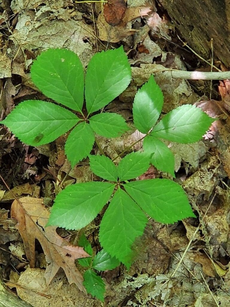 17 Beautiful Plants with 5 Leaves Per Stem to Discover