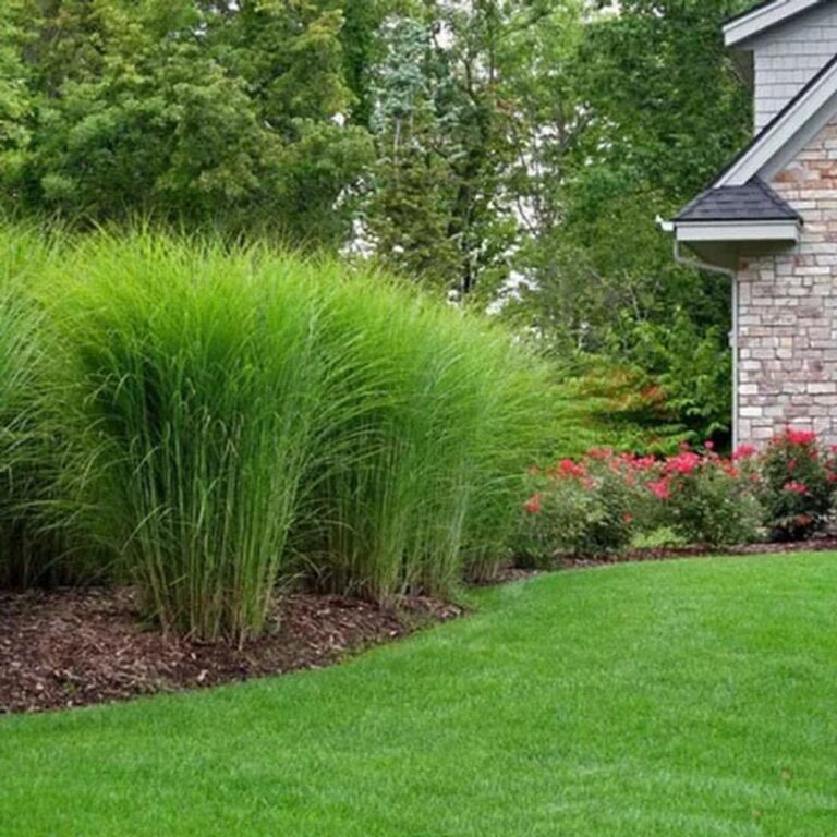 25 Brilliant Tall Grass Privacy Ideas for Your Garden Oasis