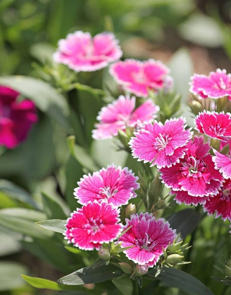 32 Enchanting Chinese Flowers That Bloom With Eastern Charm