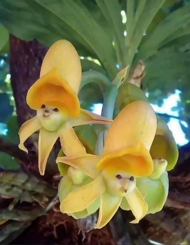 11 Gorgeous Flowers with Smiley Faces That Brighten Any Day