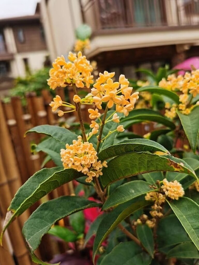 32 Enchanting Chinese Flowers That Bloom With Eastern Charm