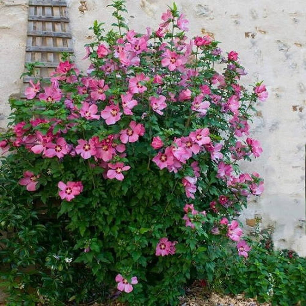 29 Stunning Pink Flowering Bushes That Brighten Any Garden