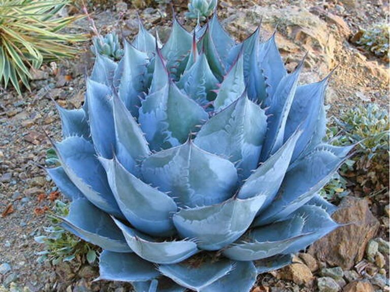 9 Stunning Types of Blue Agave Plants to Brighten Your Garden