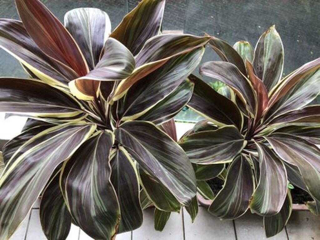 19 Stunning Indoor Cordyline Varieties / Ti Plant Types to Adore