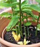 19 Gorgeous Types of Ginger Plants for Your Garden Paradise