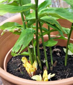 19 Gorgeous Types of Ginger Plants for Your Garden Paradise