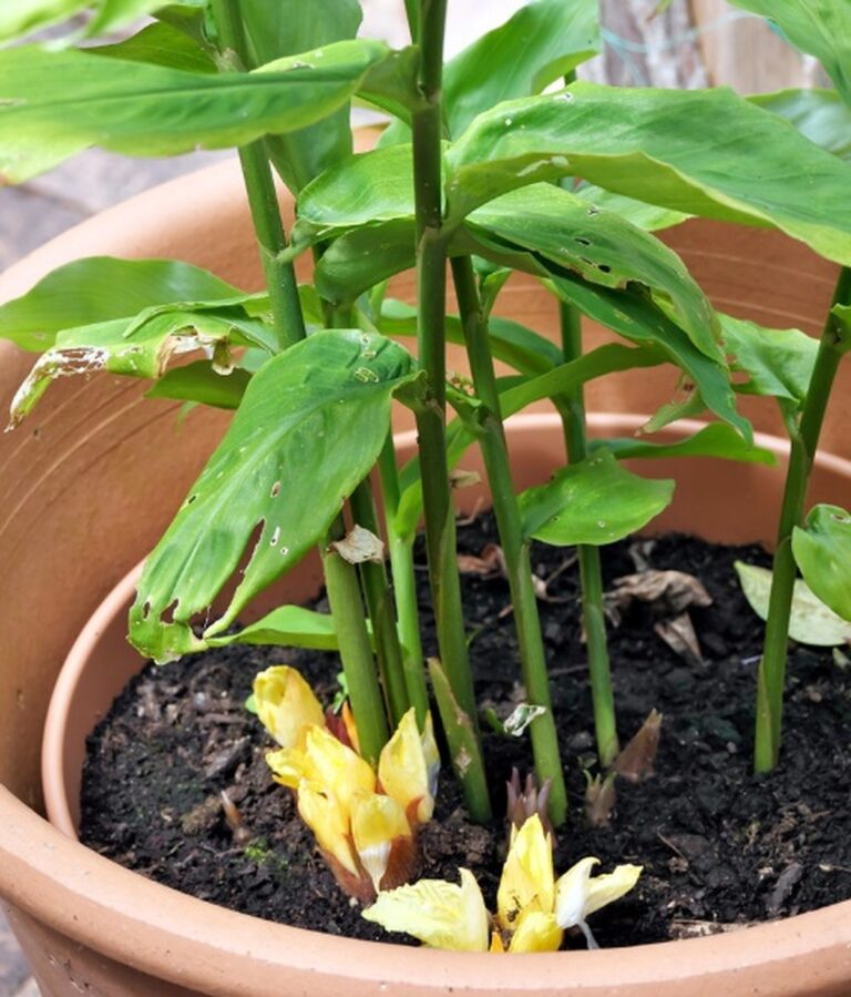 19 Gorgeous Types of Ginger Plants for Your Garden Paradise