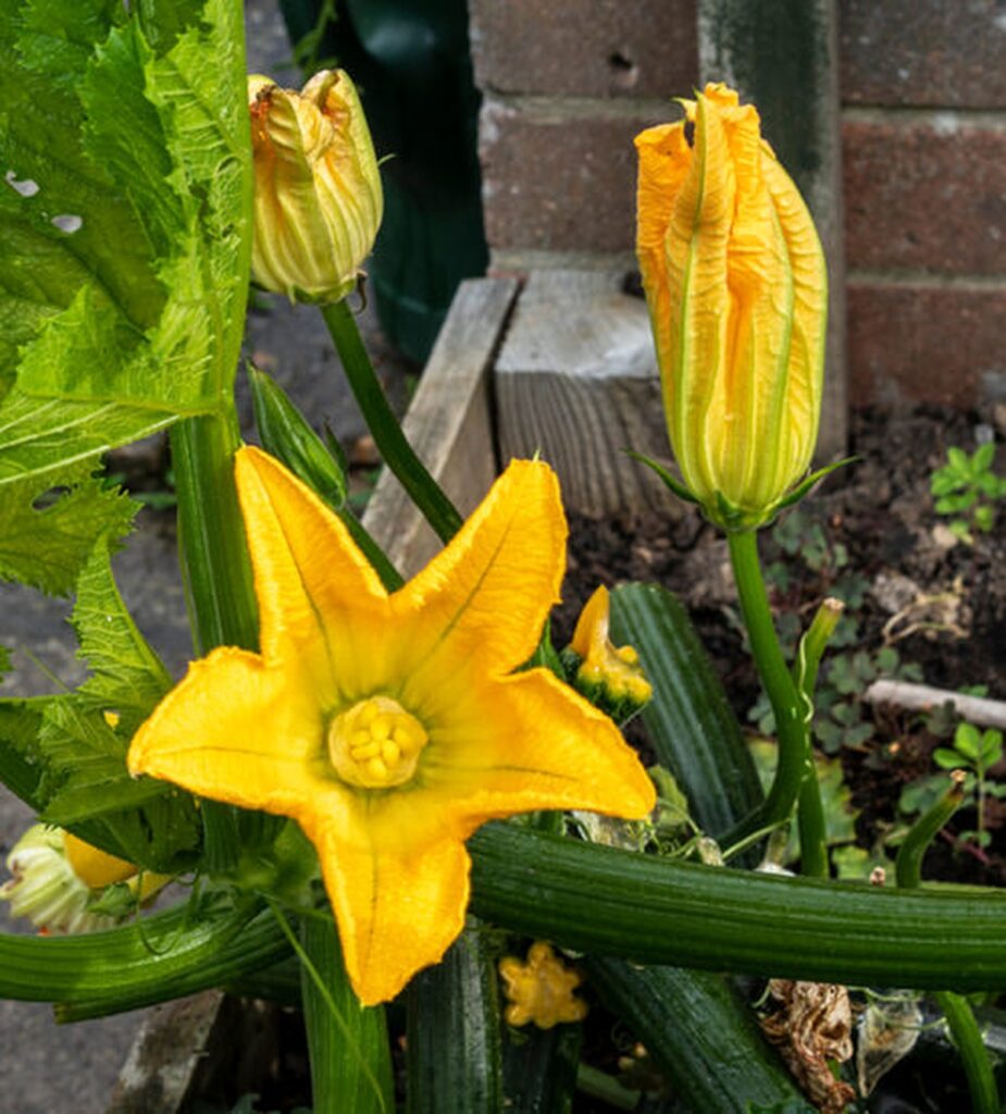 20 Edible Flowers that are Vegetables - Cook These Blooms Today!