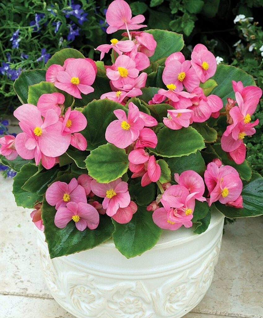 24 Stunning Pink Begonia Varieties to Explore