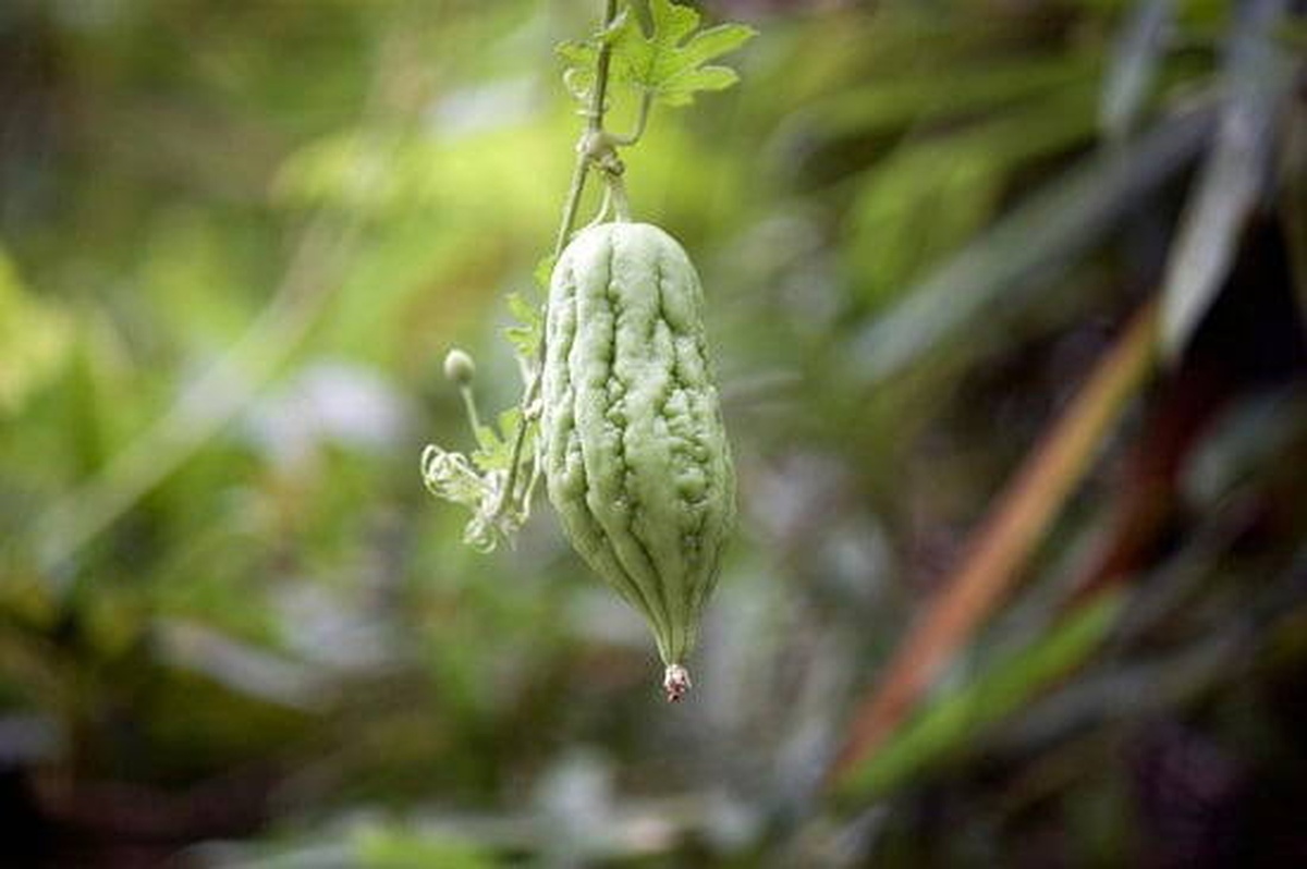 10 Delicious Types of Gourds that are Edible - Try Them Today!