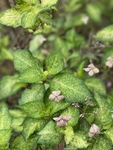 7 Stunning Variegated Hydrangea Varieties for Your Garden