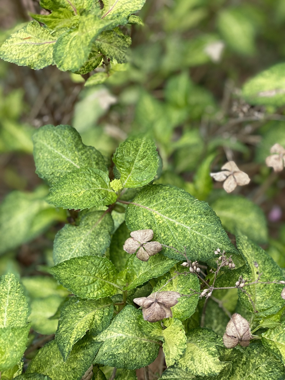 7 Stunning Variegated Hydrangea Varieties for Your Garden