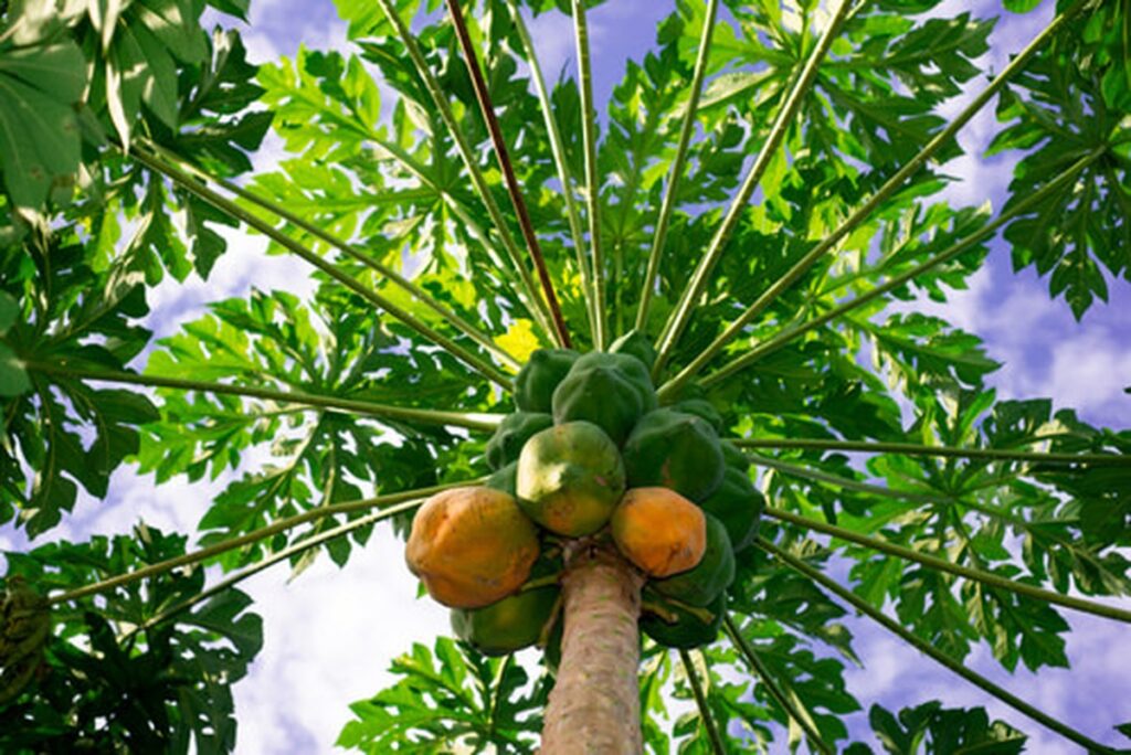26 Fascinating Milky Sap Plants Every Garden Lover Should Know