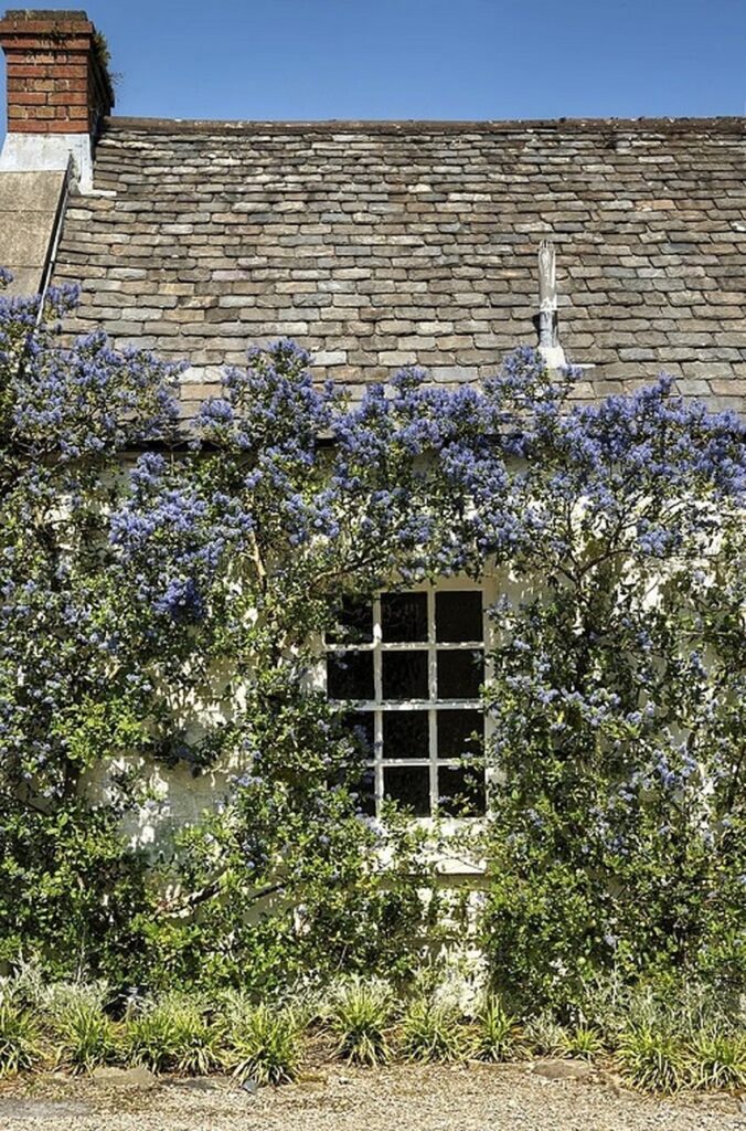 25 Gorgeous Evergreen Vines for Stunning Year-Round Beauty
