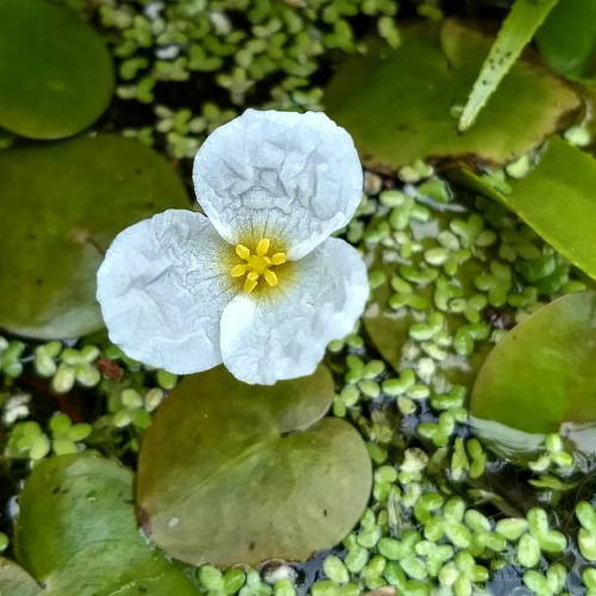 10 Stunning Floating Flowers That Float in Water Beautifully