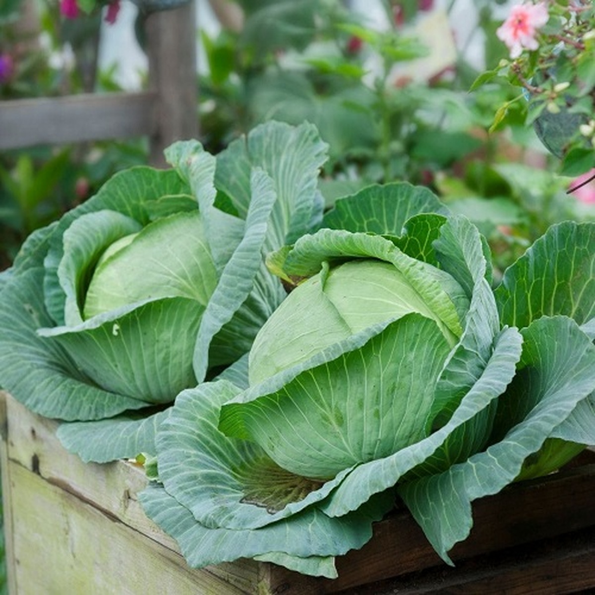 14 Fantastic Sage Companion Plants That Thrive Together