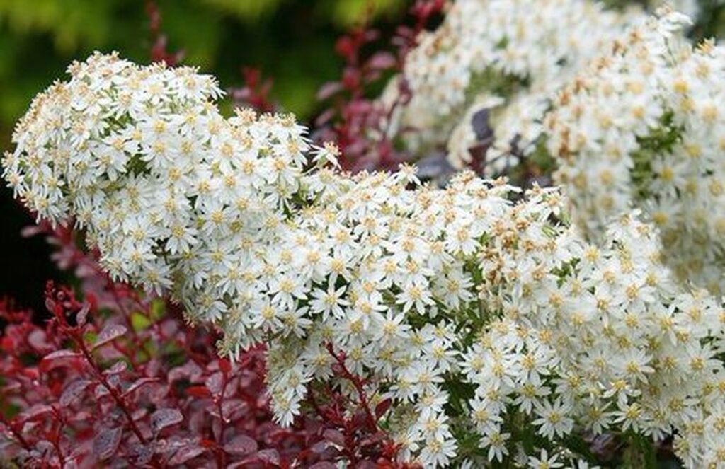 18 Beautiful Daisy-Like Flowers That Brighten Any Garden