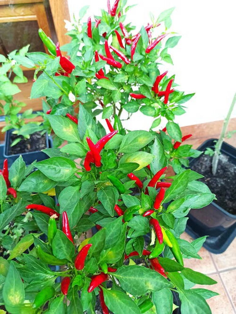 20 Stunning Peppers That Grow Upwards for Garden Magic