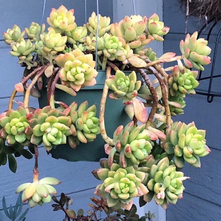 23 Stunning Trailing Perennials for Hanging Baskets & Plant Arrangements