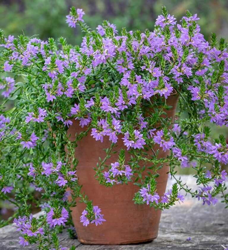 31 Amazing Small Flowers That Will Brighten Your Garden