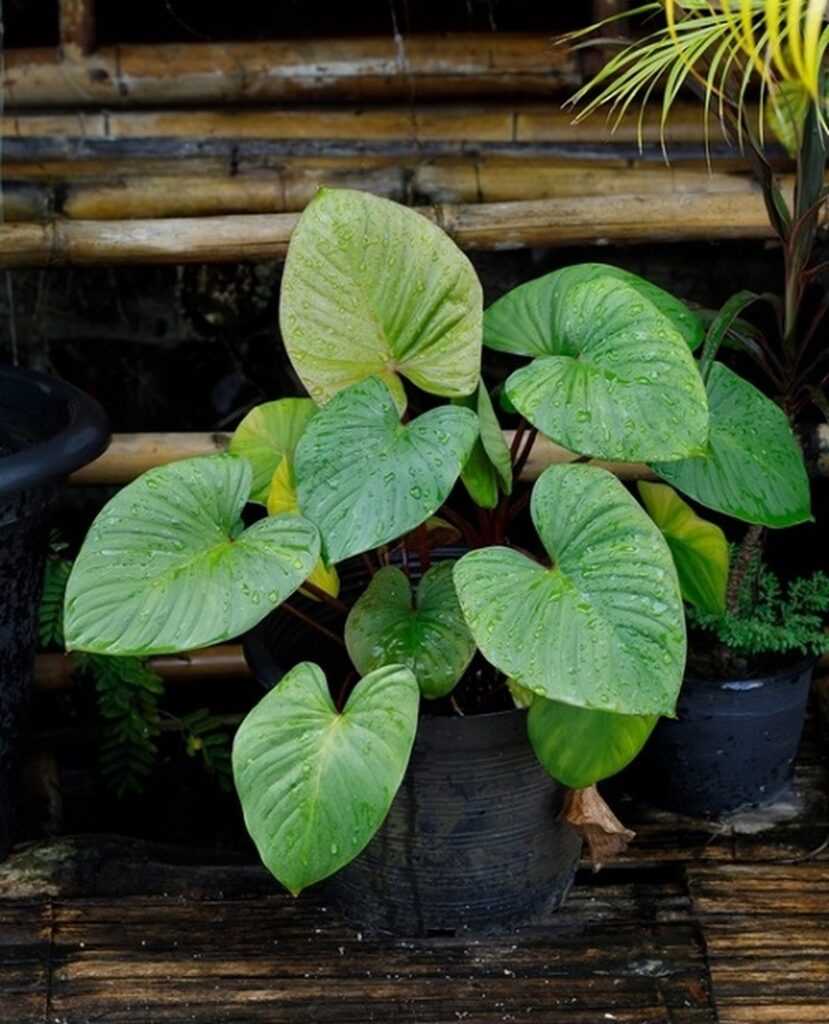 19 Stunning Types of Homalomena Varieties for Your Indoor Garden