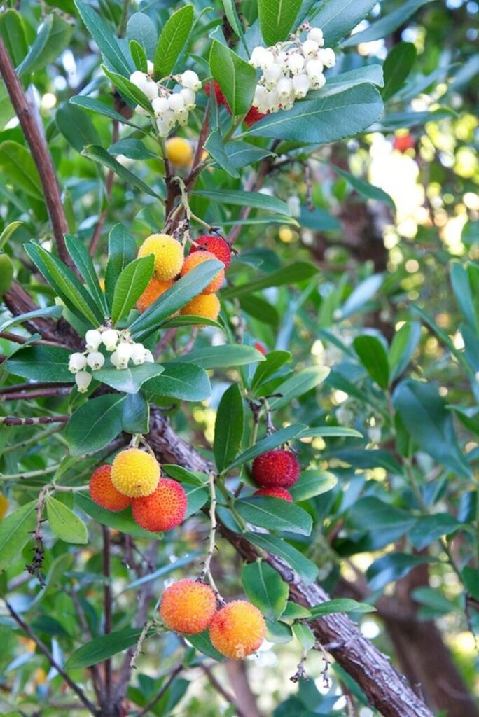 23 Stunning Trees with Red Berries for a Vibrant Garden