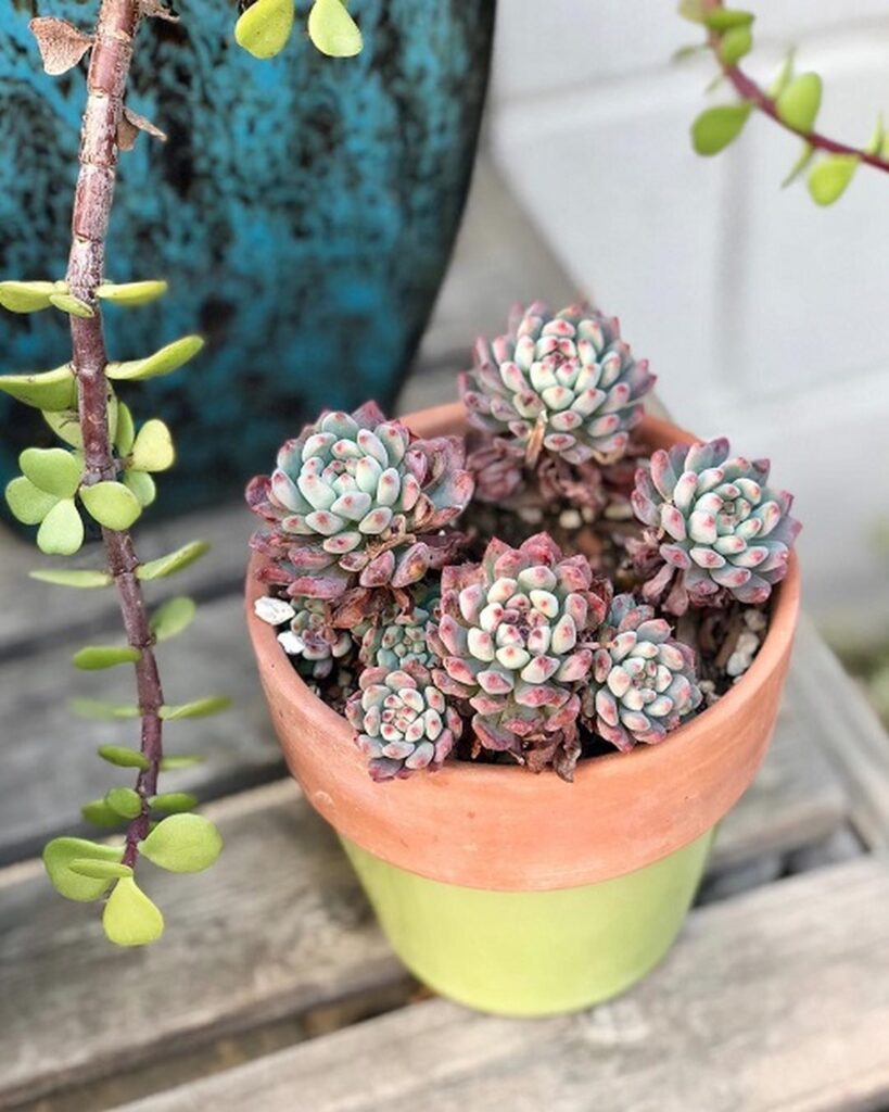 25 Adorable Tiny Mini Succulents for Your Charming Garden