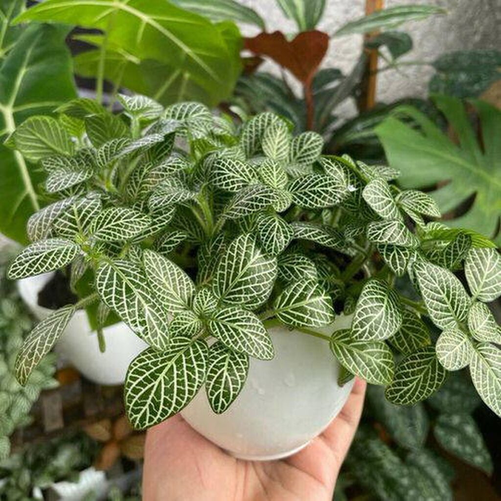 24 Stunning Fittonias to Brighten Your Home - Nerve Plant Varieties