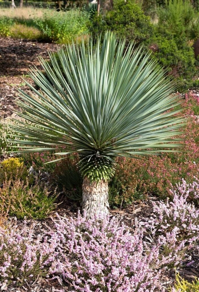 24 Stunning Yucca Plant Varieties for Your Garden Paradise