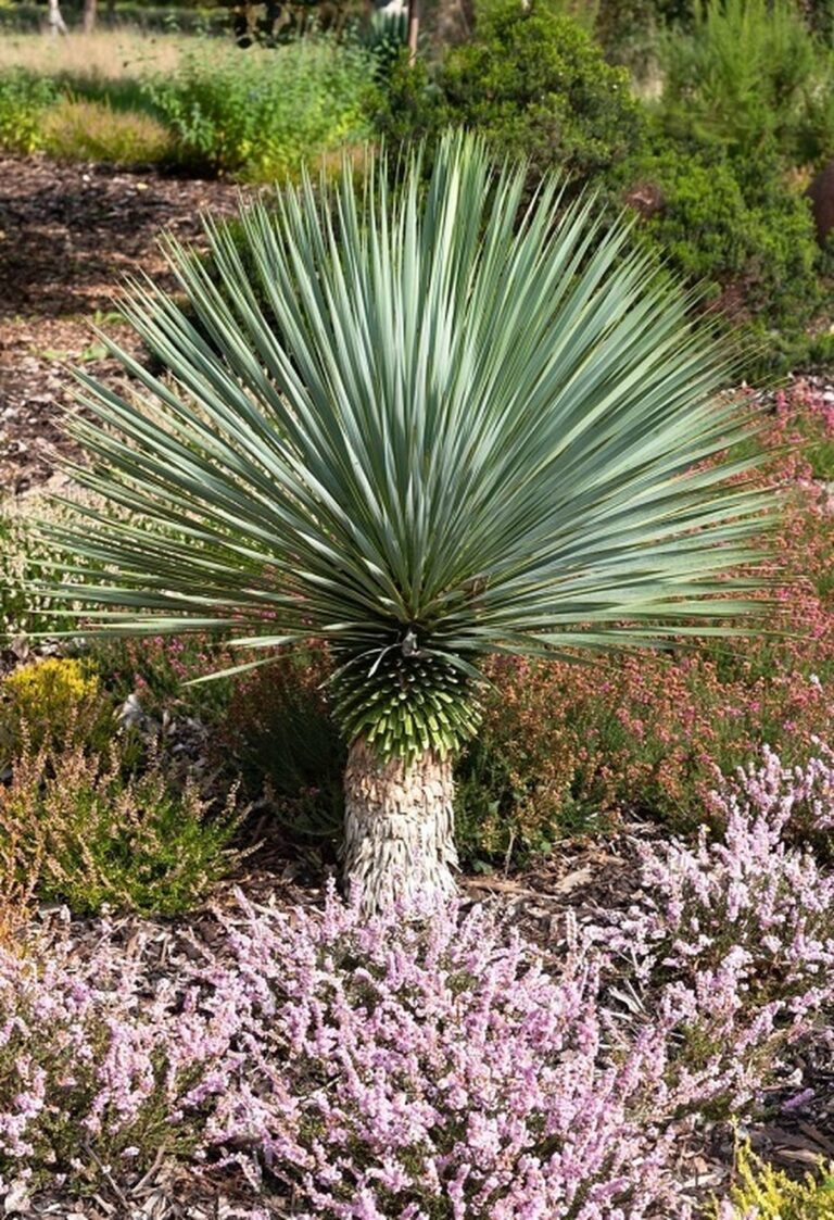 24 Stunning Yucca Plant Varieties for Your Garden Paradise