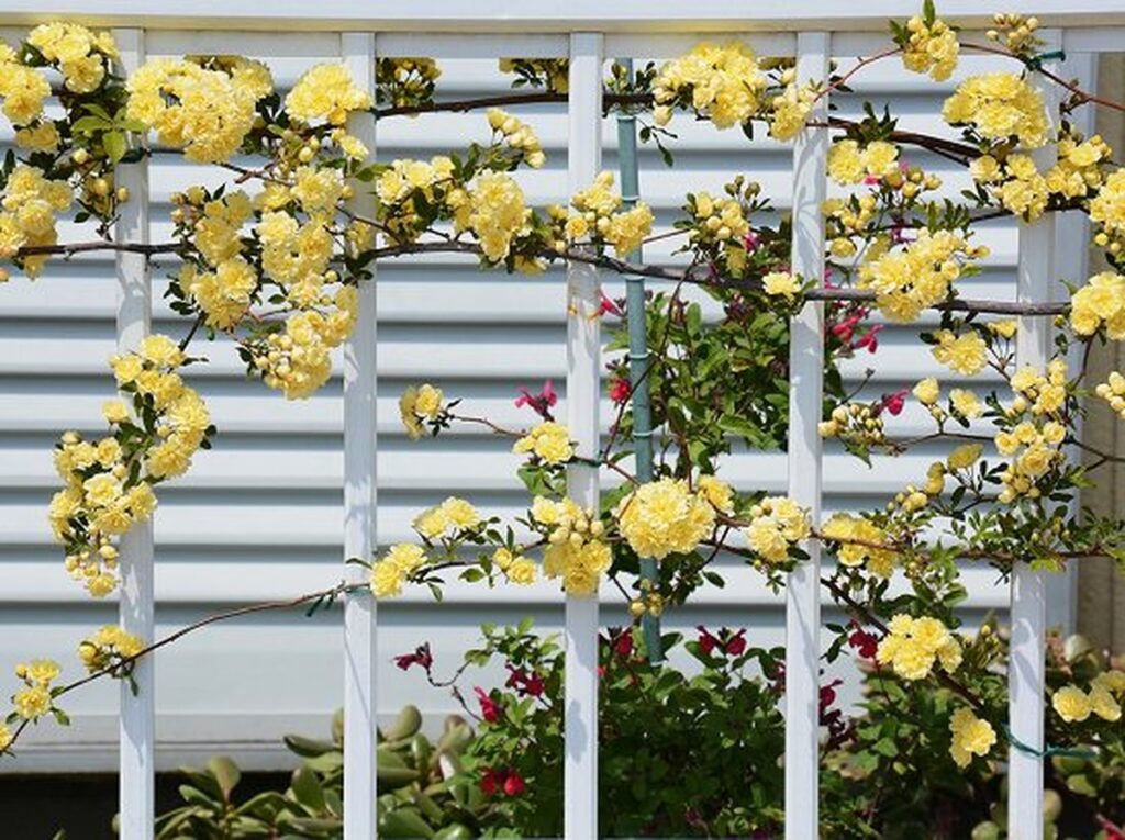 21 Beautiful Thornless Roses That Bring Joy Without Pain