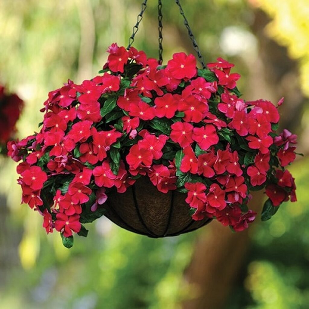 15 Types of Vincas to Brighten Your Garden