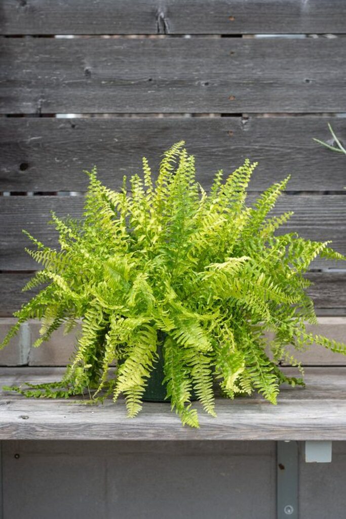 47 Most Beautiful Ferns To Grow That Thrive In Containers