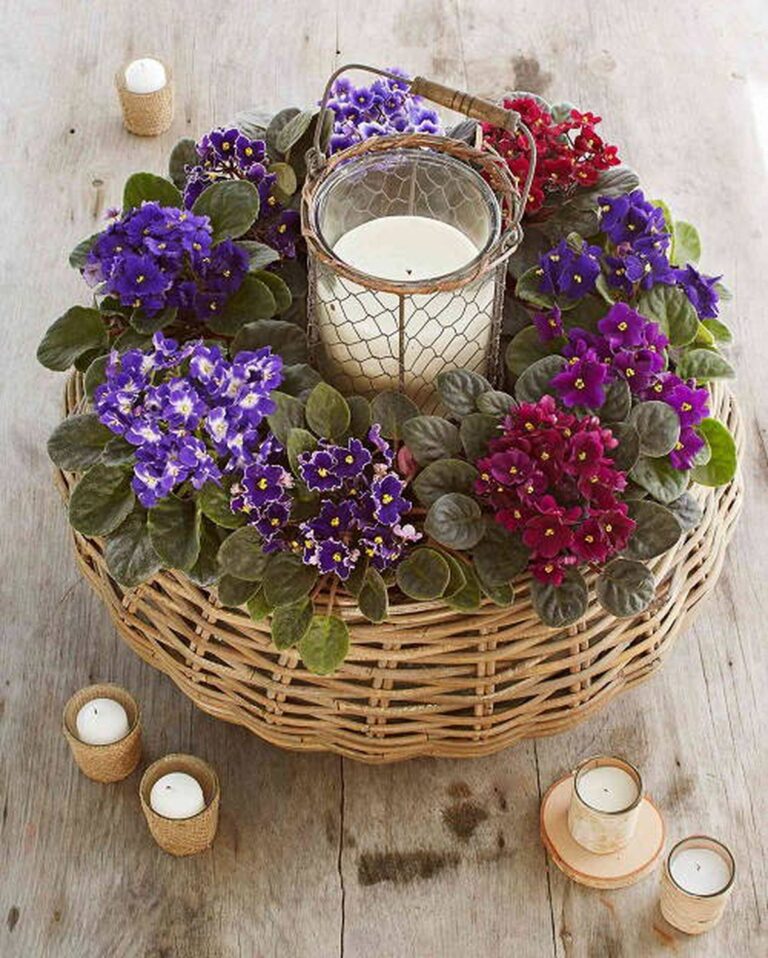 29 Charming African Violets Display Ideas for Your Home