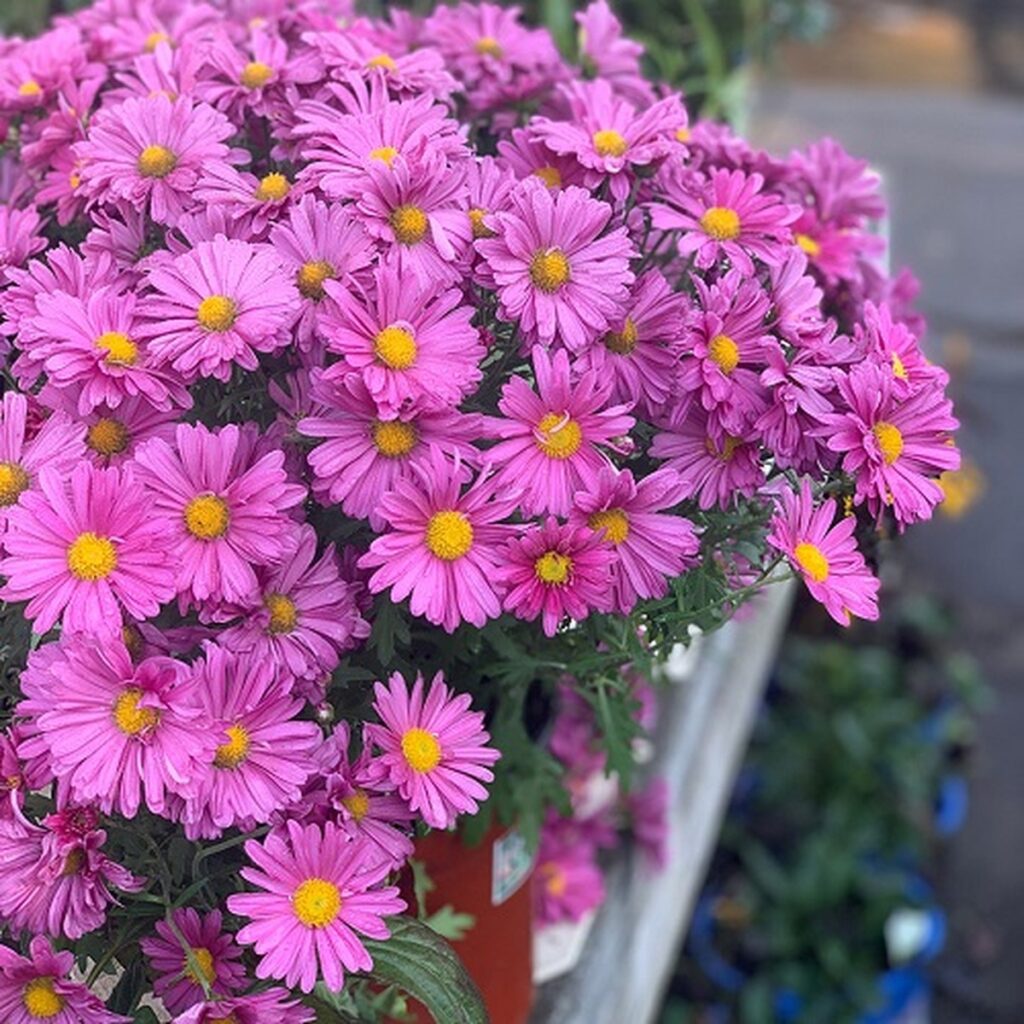 36 Gorgeous Violet Flowers to Brighten Your Garden Today