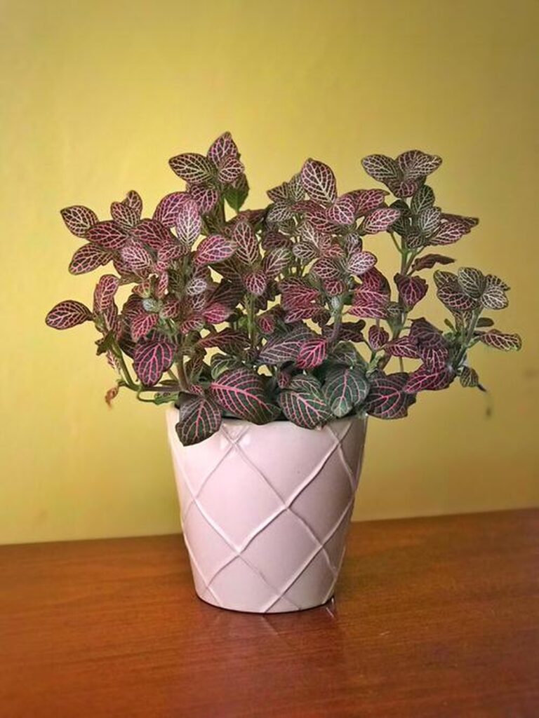24 Stunning Fittonias to Brighten Your Home - Nerve Plant Varieties