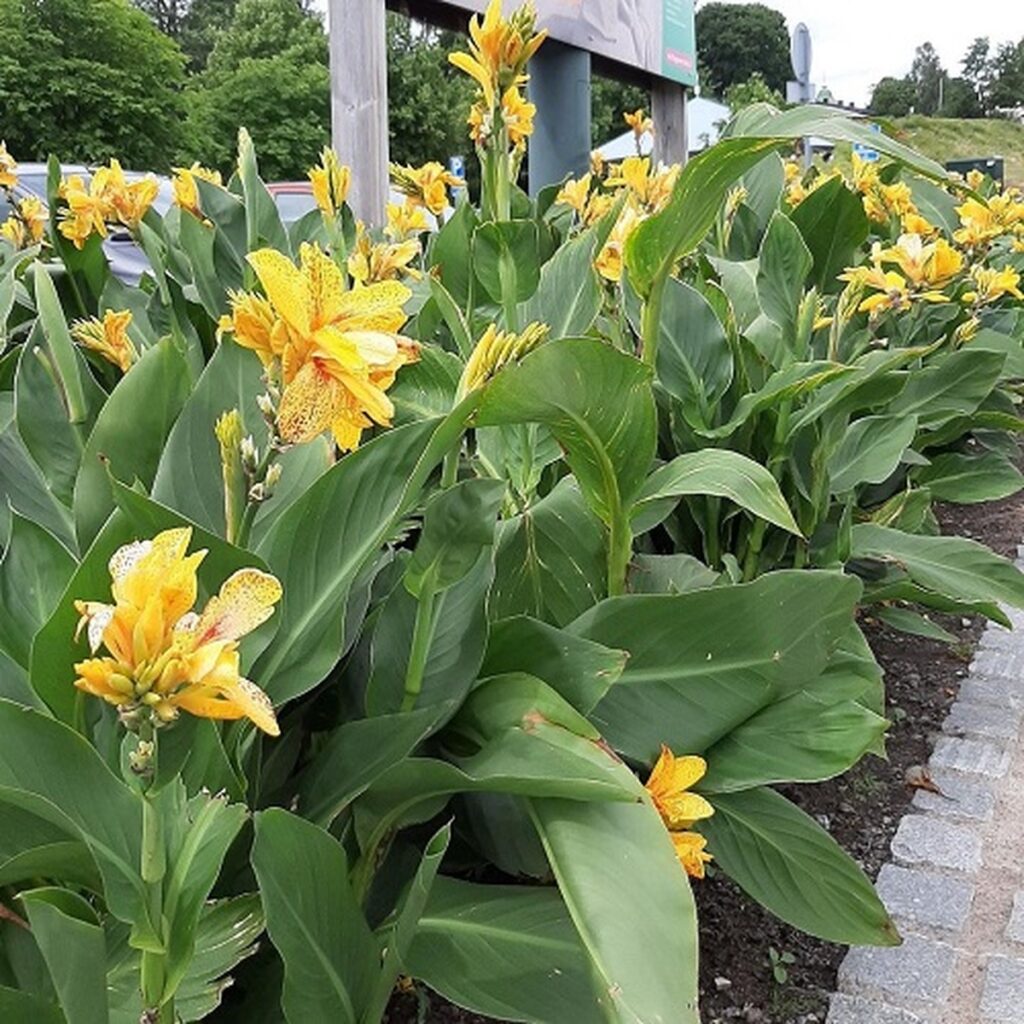17 Stunning Tall Canna Lily Varieties - How Giant Can They Grow?