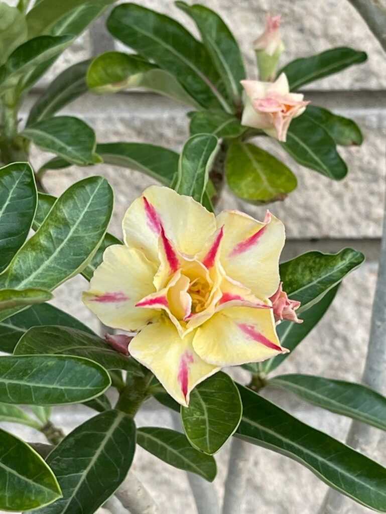 35 Different Types of Desert Rose Varieties to Fall in Love With