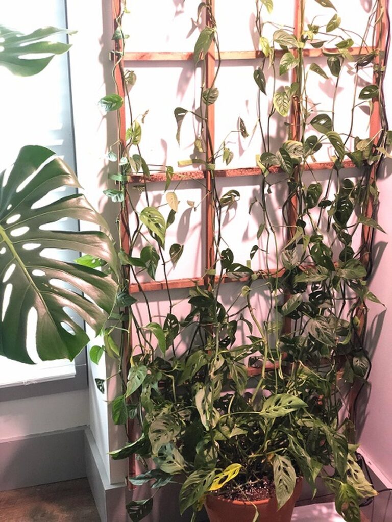 21 Beautiful Monstera Trellis Ideas for Plant Lovers